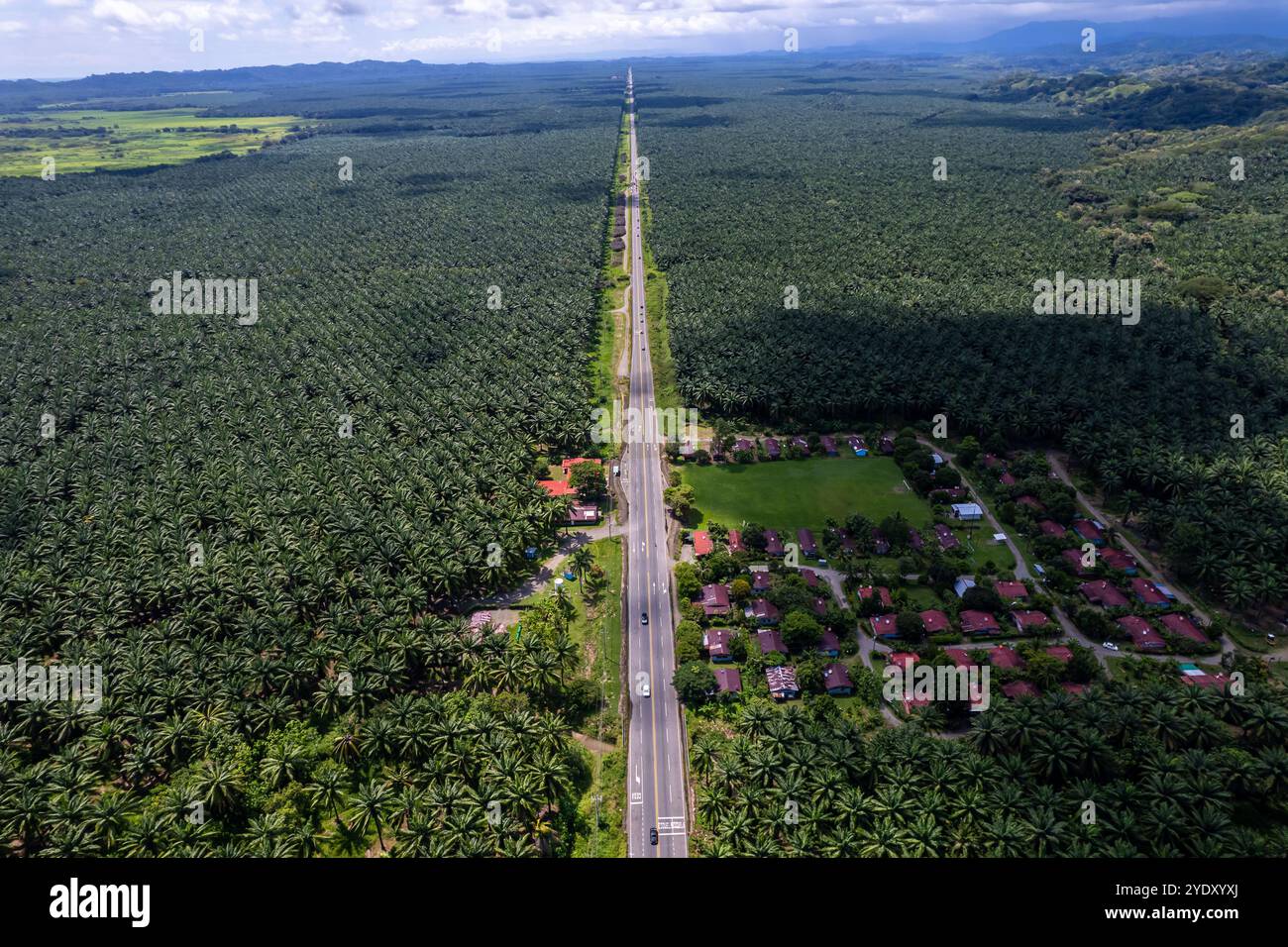 Aerial view of the African oil trees palm in Puntarenas Costa Rica ...