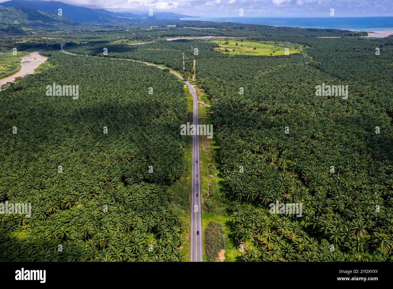 Aerial view of the African oil trees palm in Puntarenas Costa Rica ...