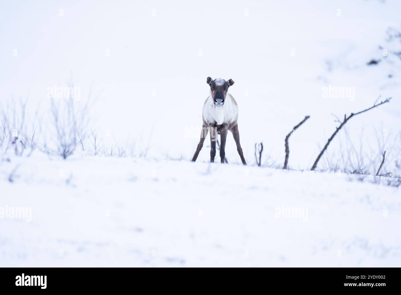 Reindeer (Rangifer tarandus). Reindeer (caribou) (Rangifer tarandus ...