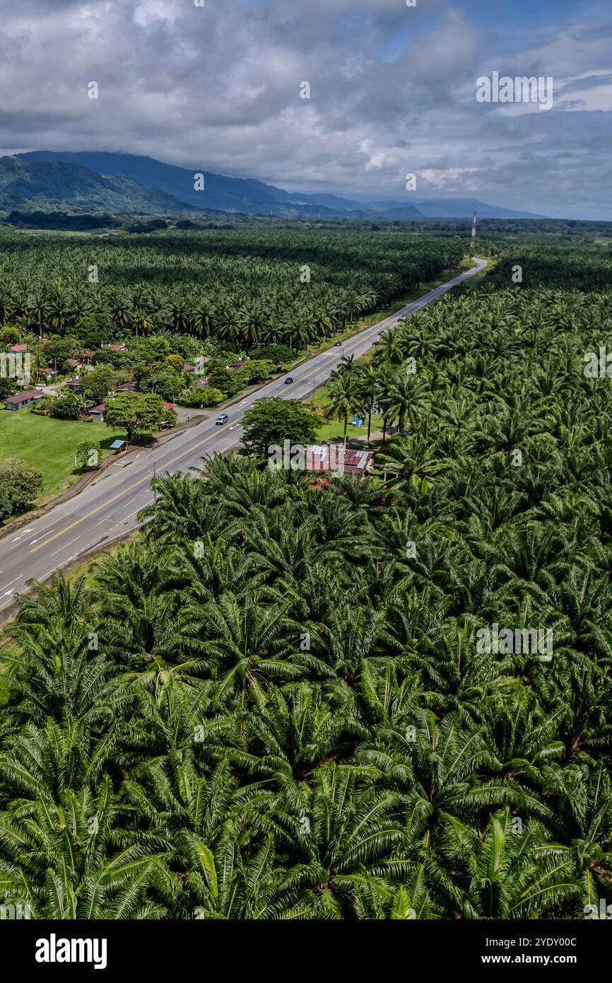 Aerial view of the African oil trees palm in Puntarenas Costa Rica ...