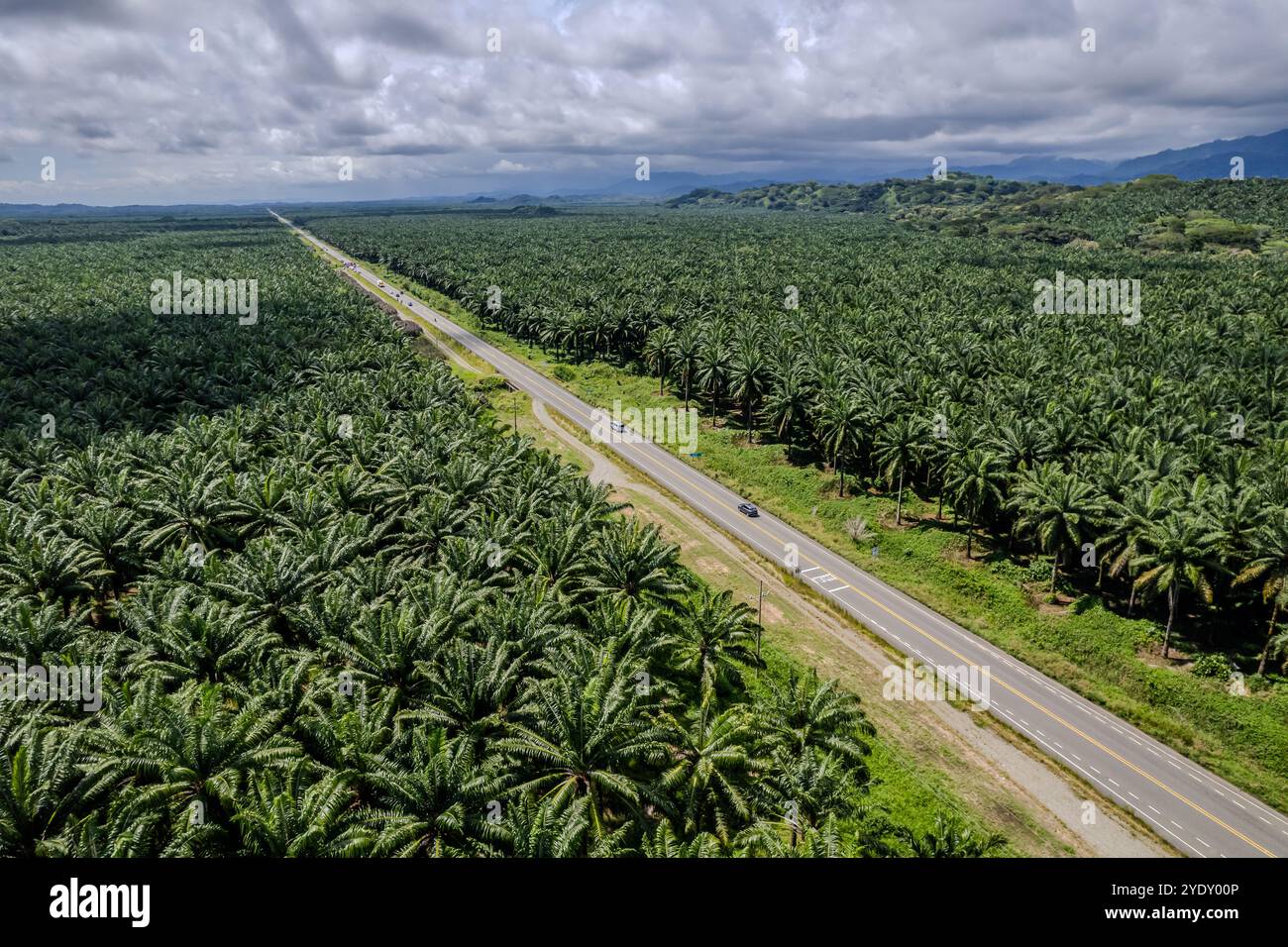 Aerial view of the African oil trees palm in Puntarenas Costa Rica ...