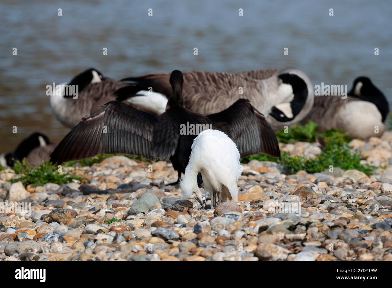 Cattle egret Bubulcus ibis, juvenile white plumage black bill and legs ...