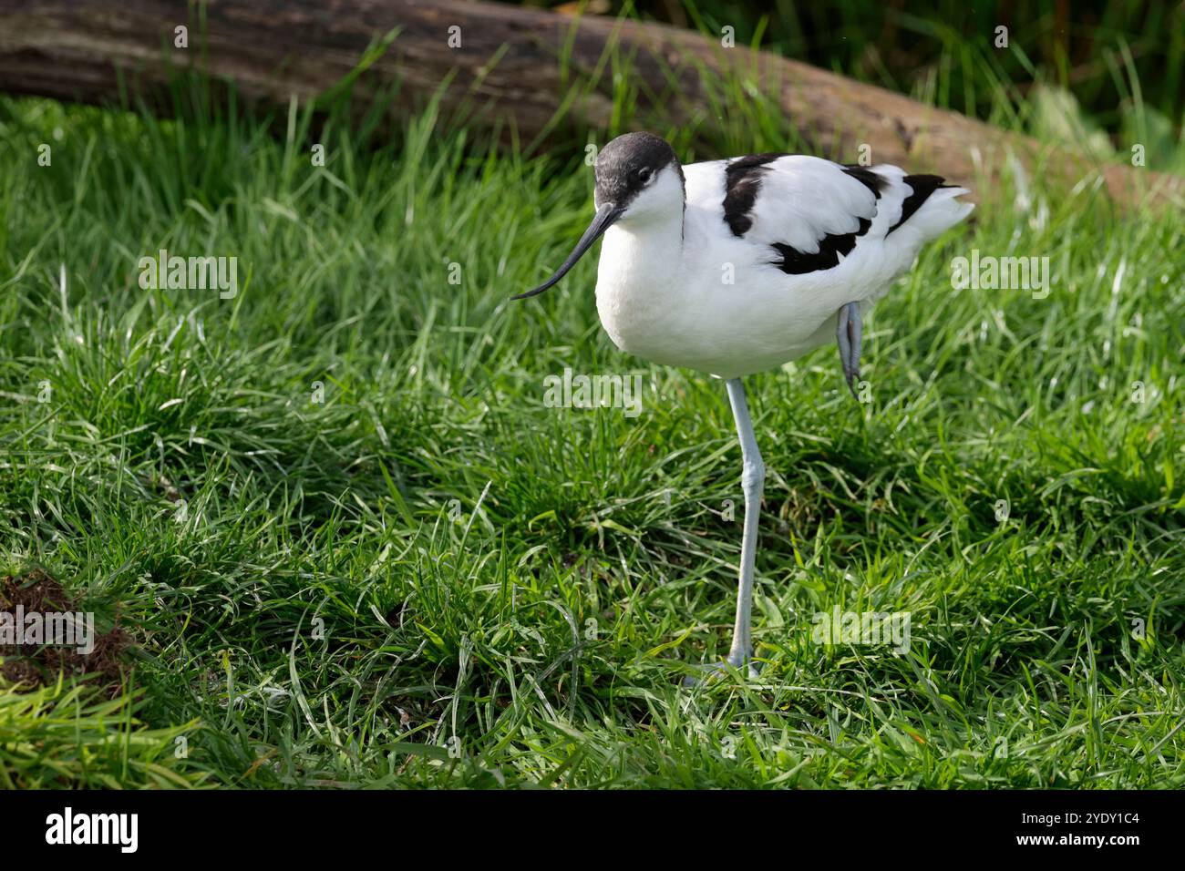 Avocet Recurvirostra avosetta captive Arundel wwt wetland bird black ...