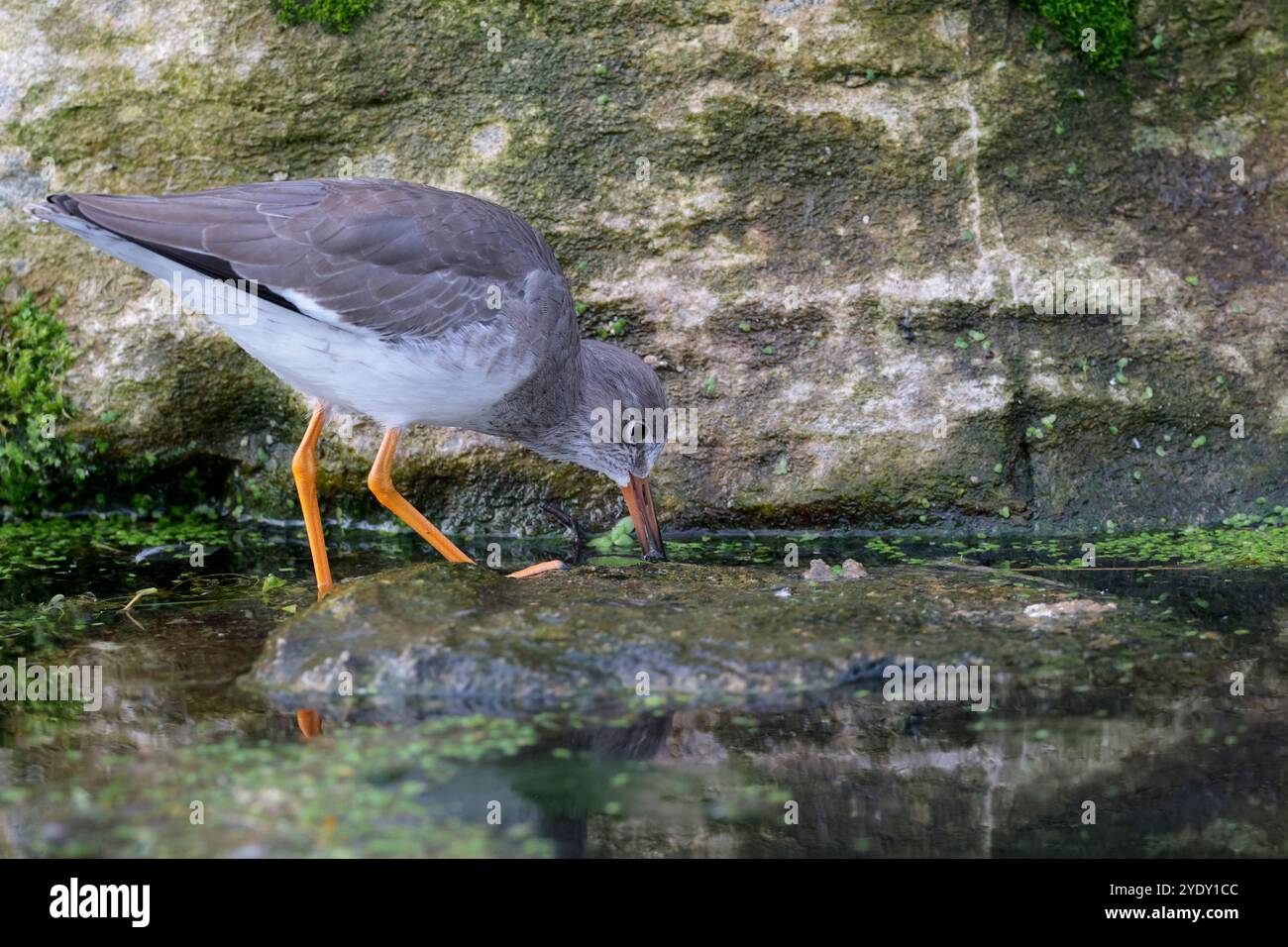 White trailing margin to wing hi-res stock photography and images - Alamy