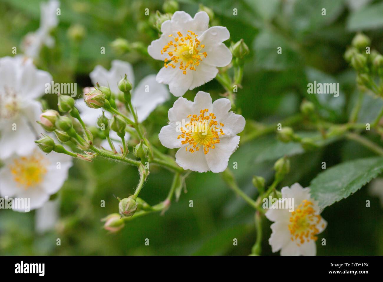 Mutiflora rose hi-res stock photography and images - Alamy