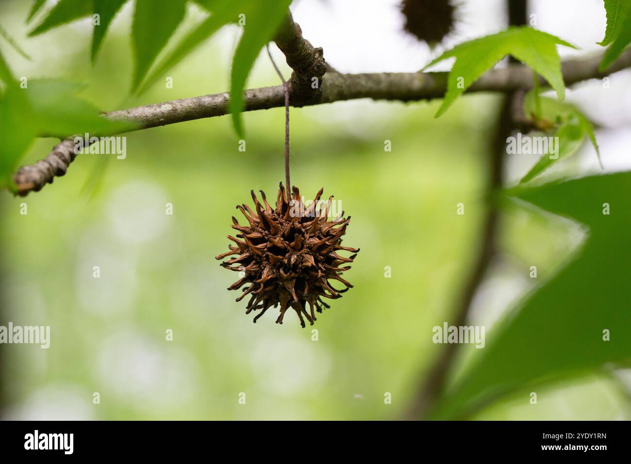 Young green leaves and spiky balls of seeds of Liquidambar styraciflua ...