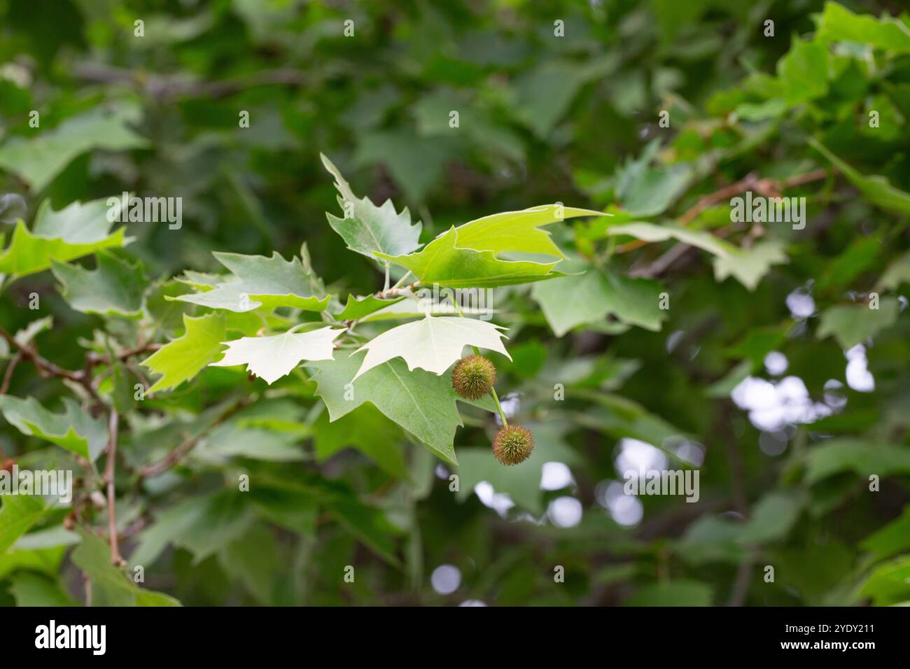 Leaves and fruits of Platanus occidentalis, also known as American ...
