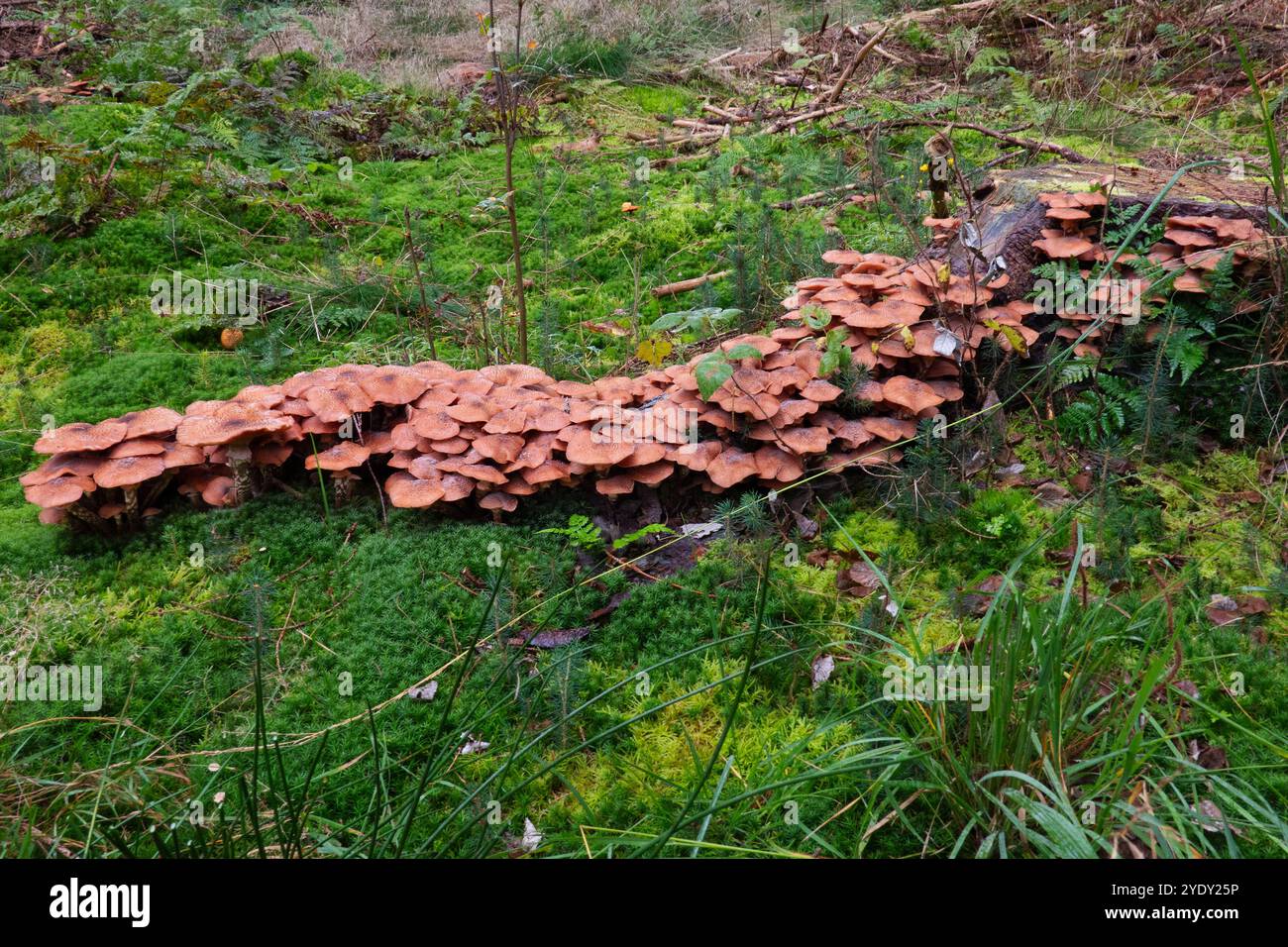 Group of Honey mushrooms following the root of a dead pine tree ...