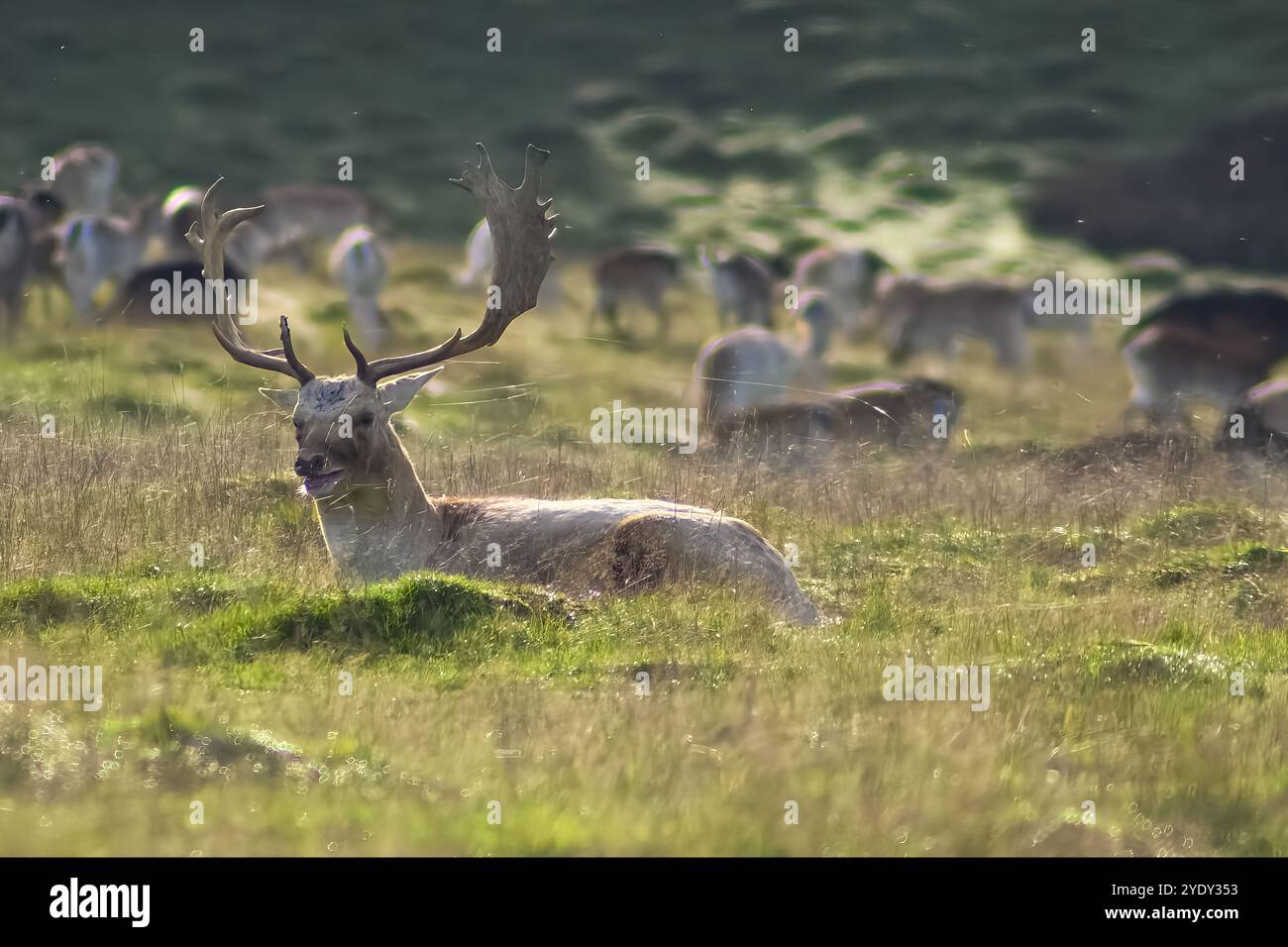 Petworth House Deer Park, West Sussex Stock Photo - Alamy