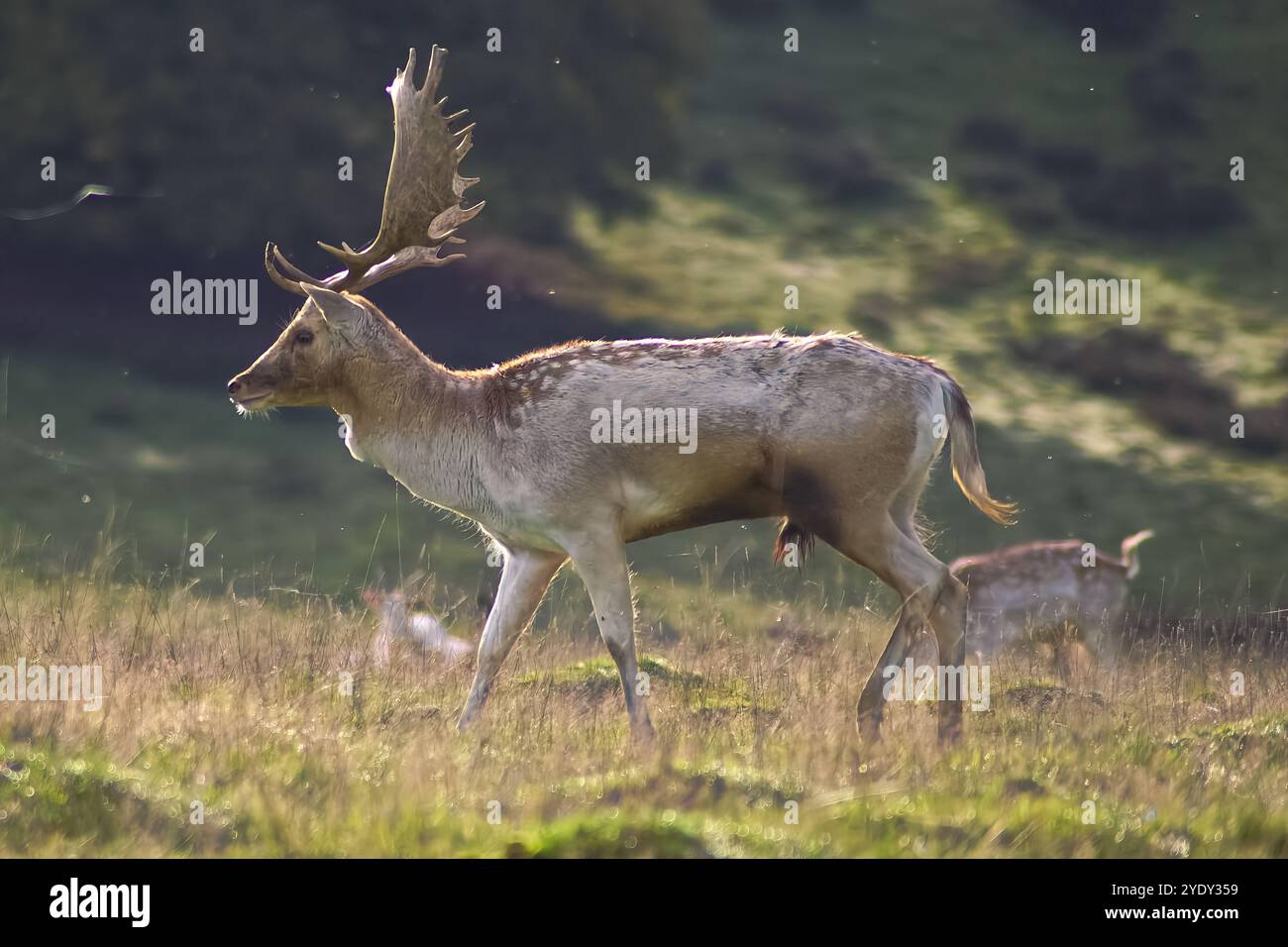 Petworth House Deer Park, West Sussex Stock Photo - Alamy