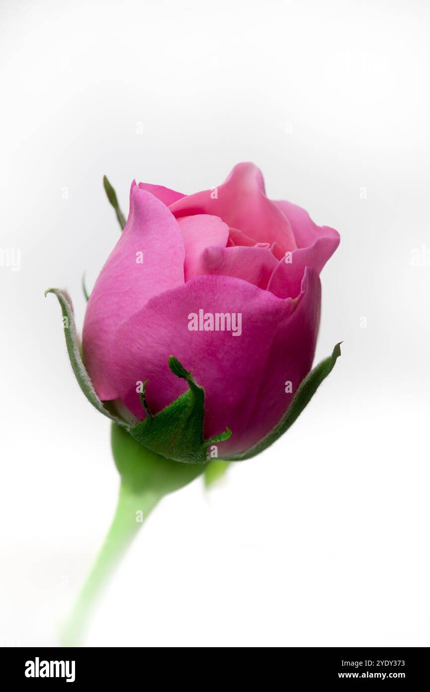 single vivid pink Rose bud isolated on a white background Stock Photo ...