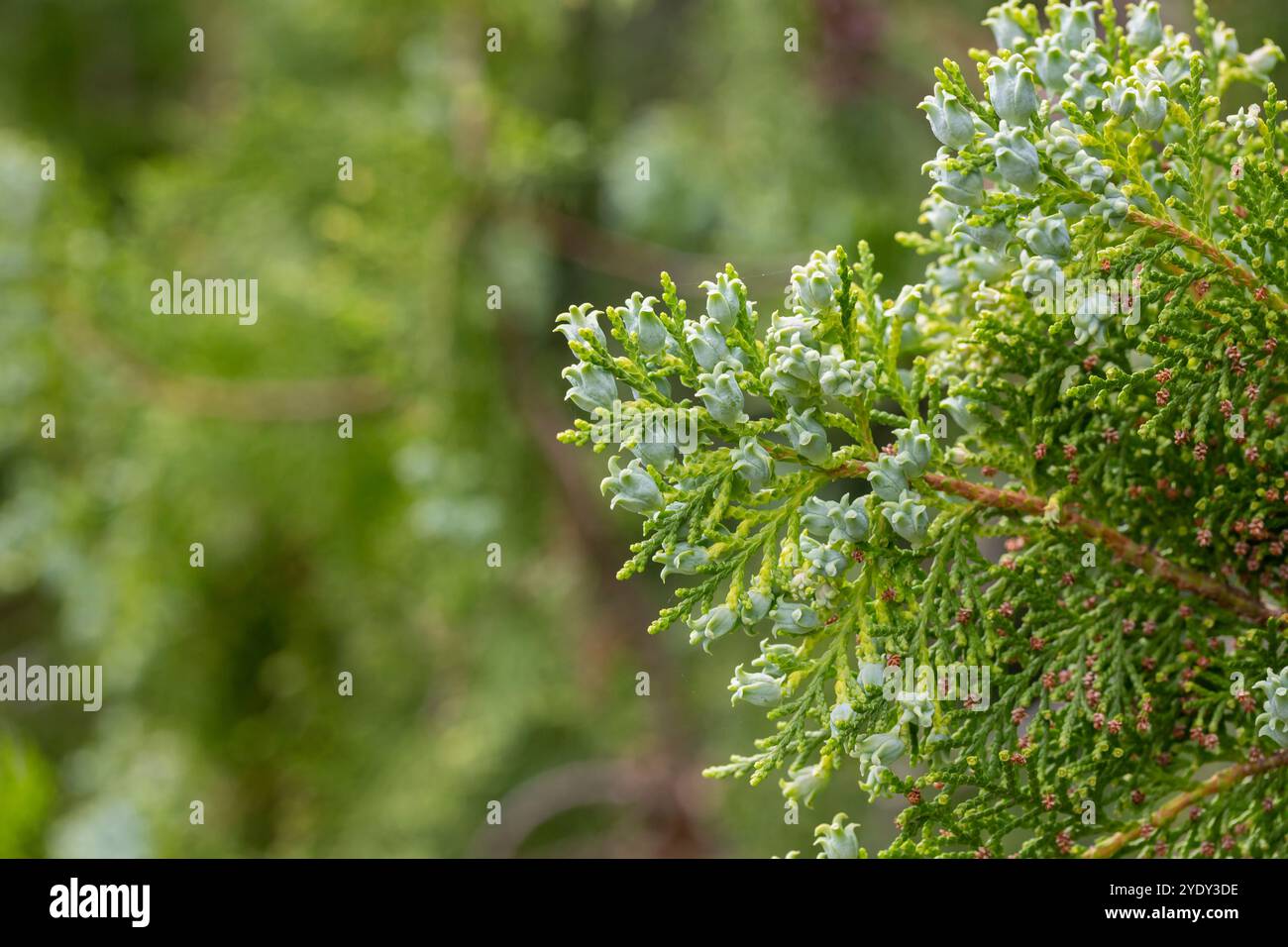 Chinese thuja platycladus orientalis hi-res stock photography and ...