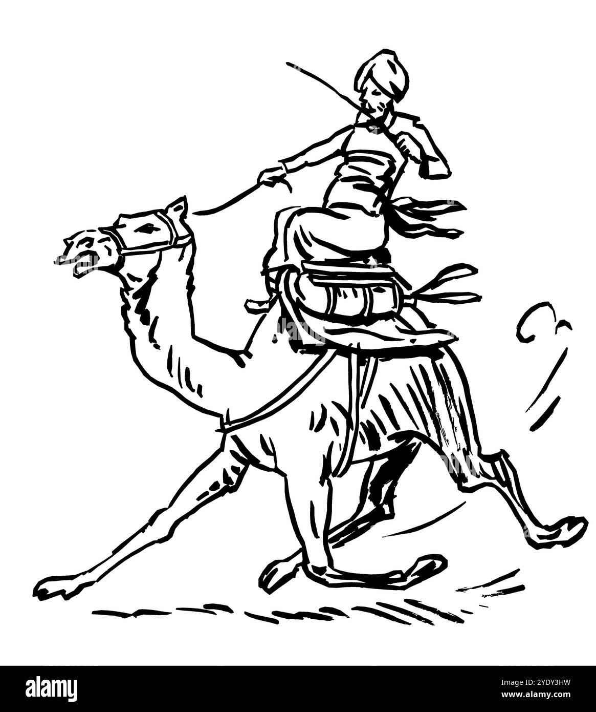 Camel drawing Black and White Stock Photos & Images - Alamy