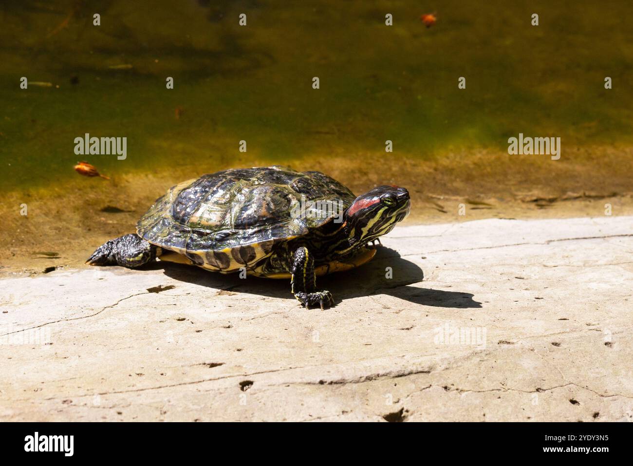 Red Eared Terrapin, Trachemys scripta elegans Stock Photo - Alamy