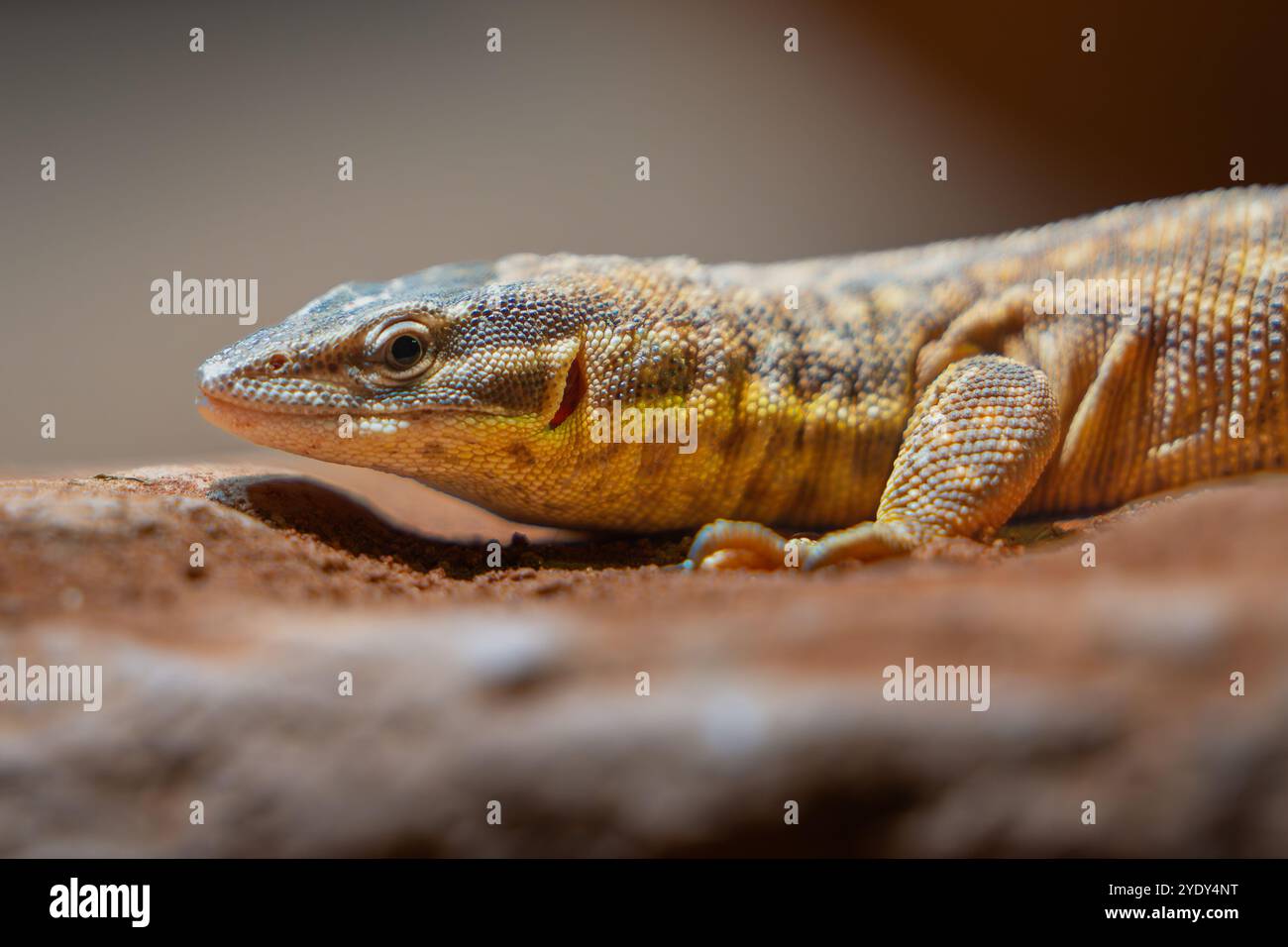 The spiny-tailed monitor or ridge-tailed monitor or Ackies dwarf monitor is an Australian ...