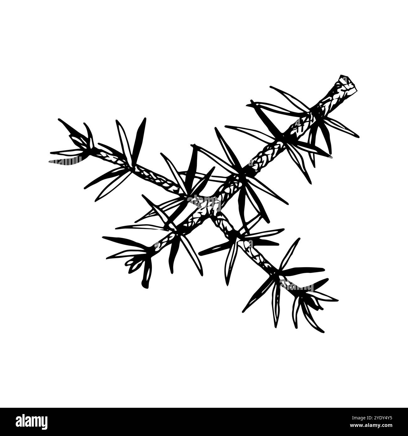 Detailed hand drawn vector illustration of pine, cedar, fir branch ...