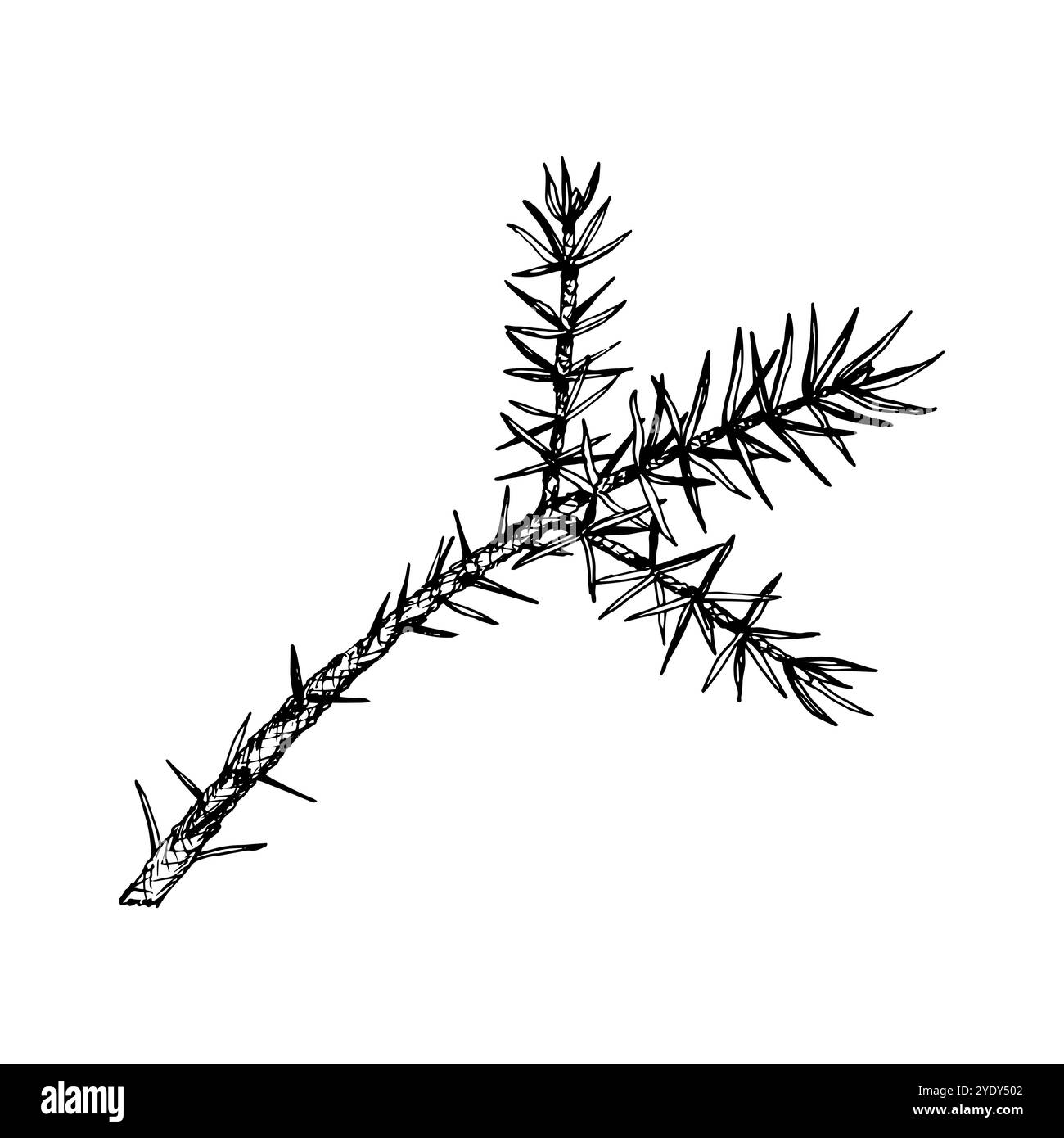 Detailed hand drawn vector illustration of pine, cedar, fir branch ...
