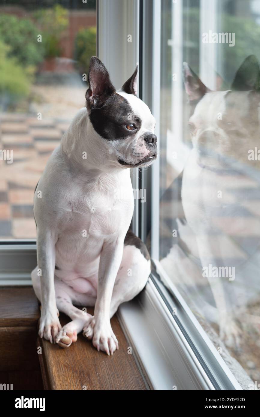 Female Boston Terrier dog sitting on a windowsill looking out of the ...