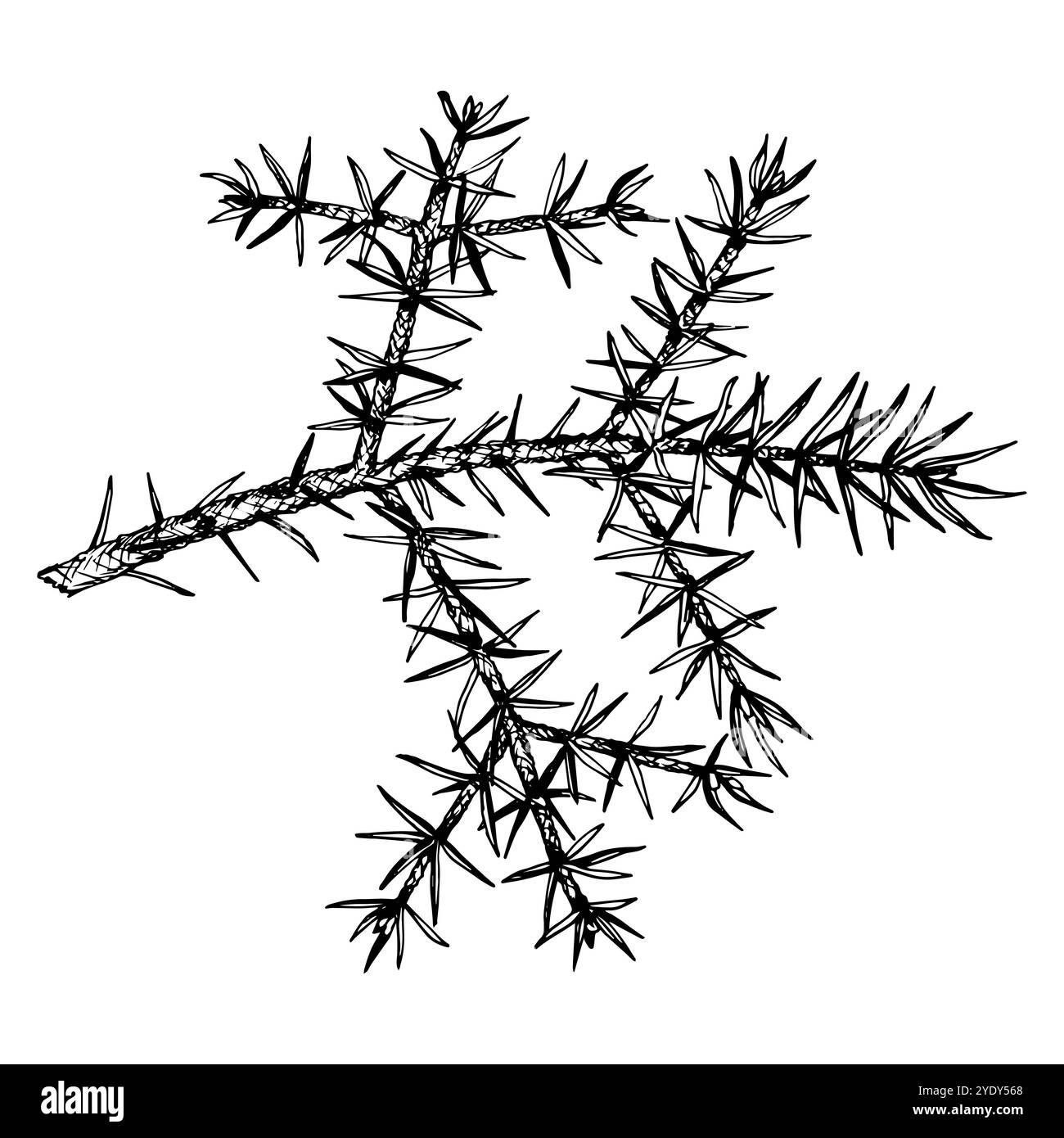 Detailed hand drawn vector illustration of pine, cedar, fir branch ... Detailed hand drawn vector illustration of pine, cedar, fir branch ...