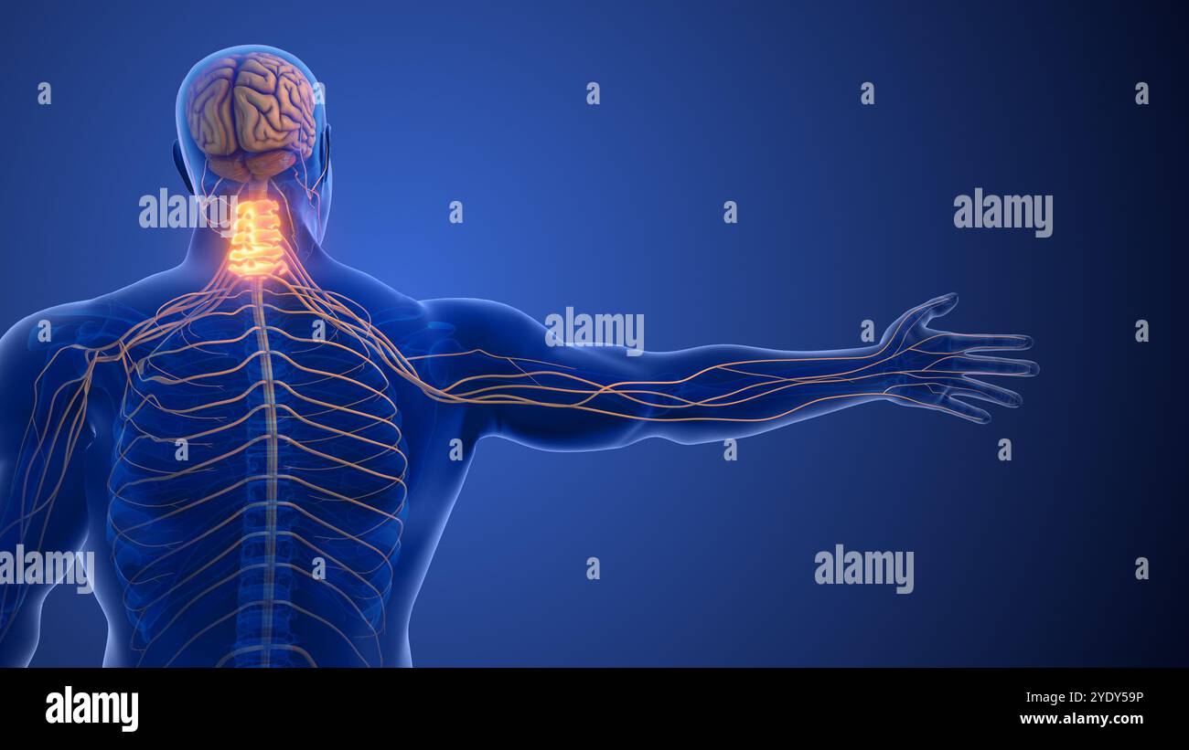 Lumbar radiculopathy hi-res stock photography and images - Alamy