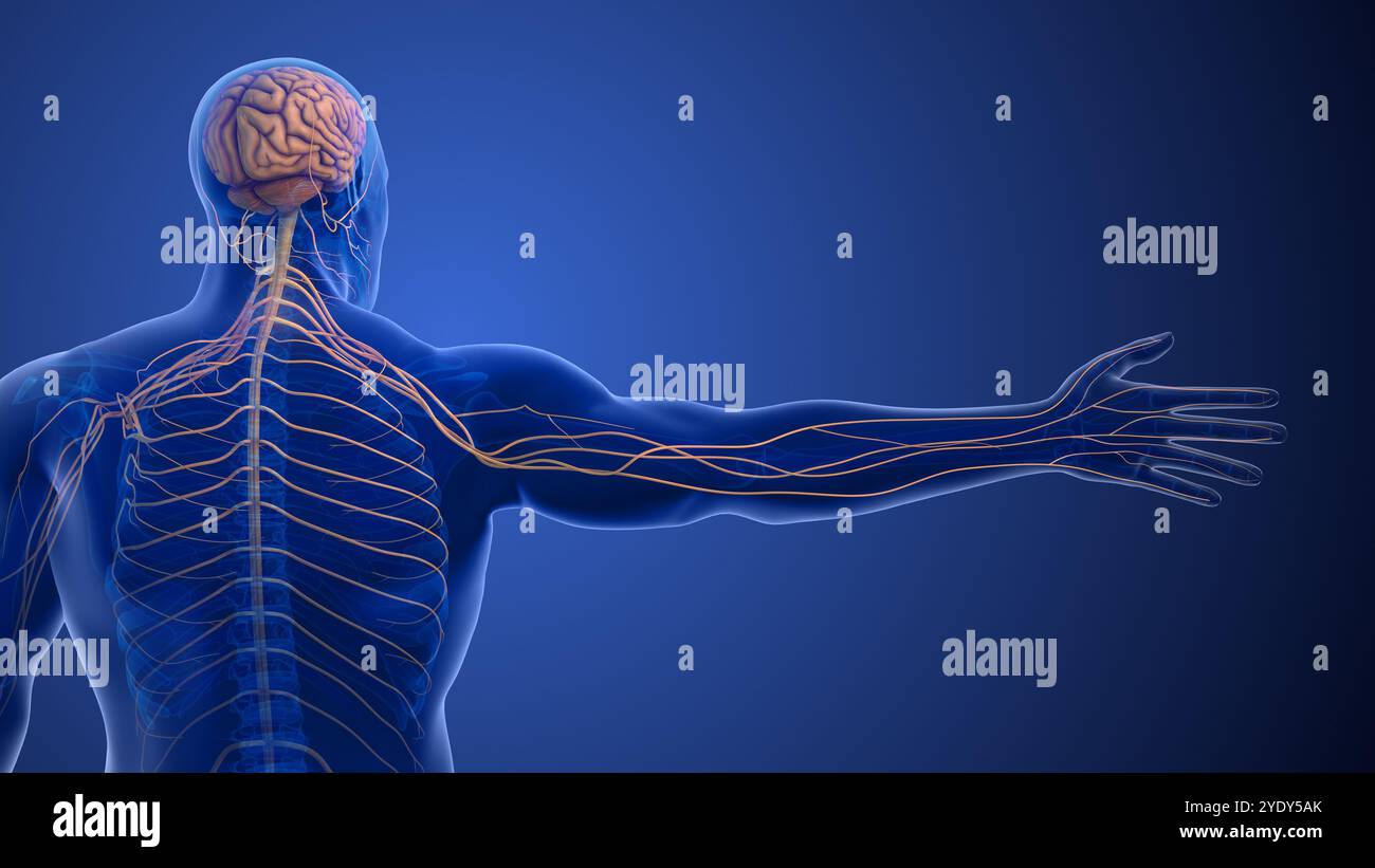 Cervical Spine Nerve Compression Causing Radiculopathy Stock Photo - Alamy