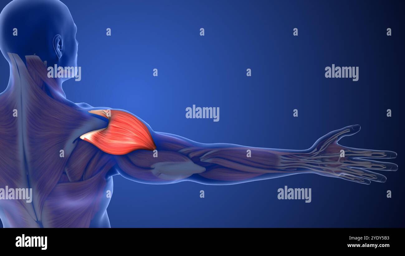 Deltoid muscle hi-res stock photography and images - Alamy
