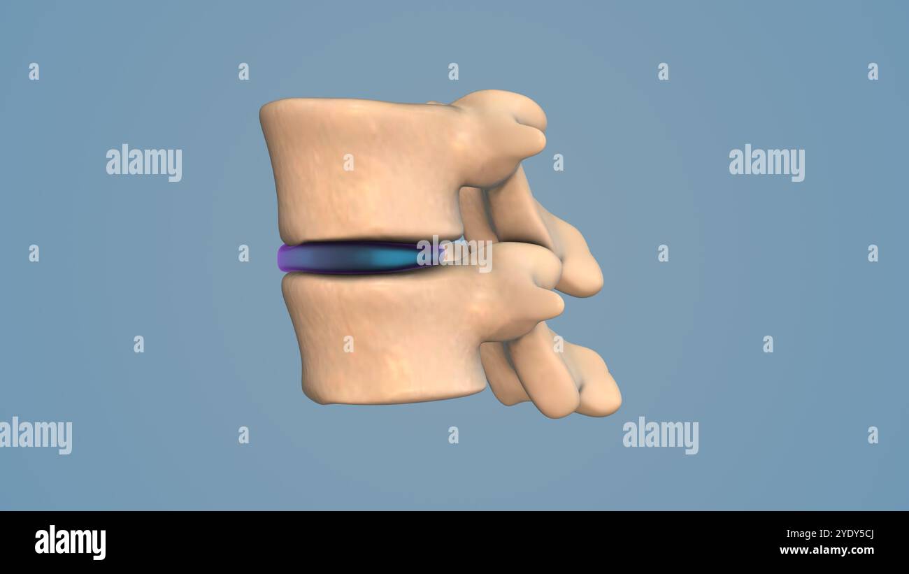 Invertebral Disc Function and Spinal Support Mechanism Stock Photo - Alamy Invertebral Disc Function and Spinal Support Mechanism Stock Photo - Alamy