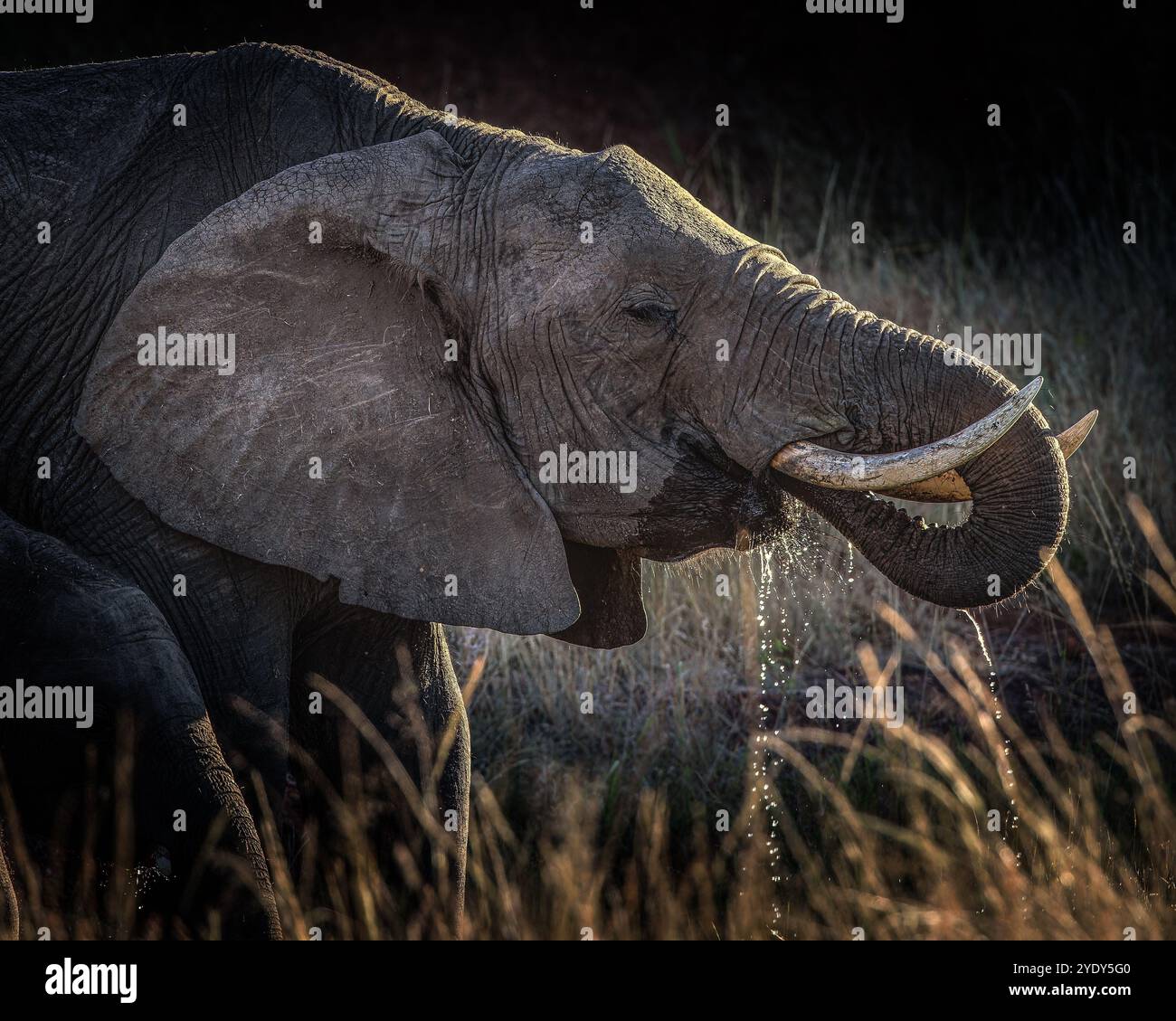 There are two living elephant species, the African bush elephant and ...