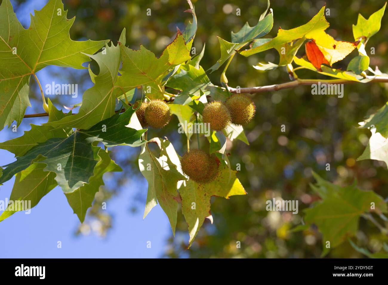 Young green leaves and spiky balls of seeds of Liquidambar styraciflua ...
