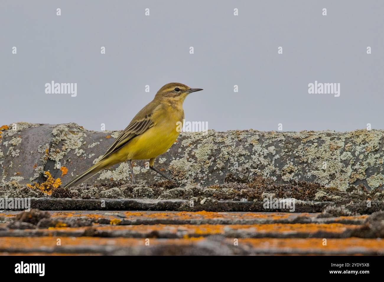 Western Yellow Wagtail (Motacilla flava flavissima) on a roof, Norfolk ...