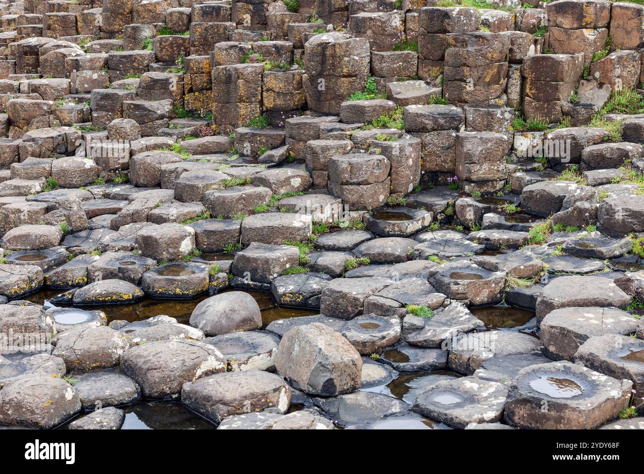 Basalt columns of Giant Causeway with vegetation between the stones ...