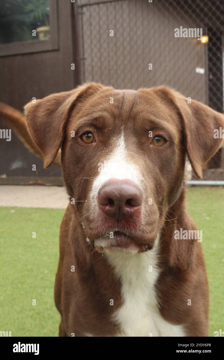 Lab animals hi-res stock photography and images - Alamy