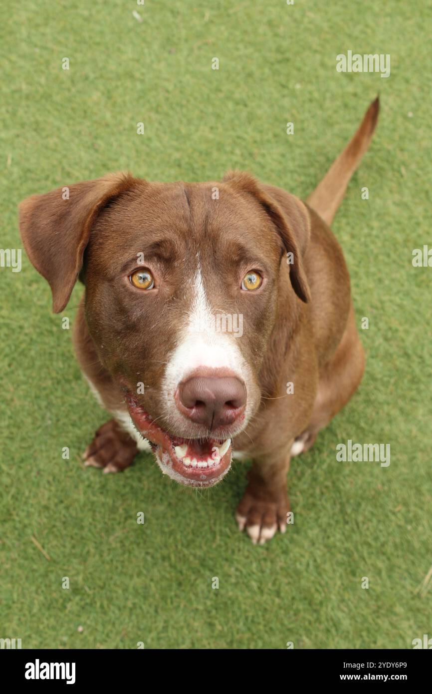 Big brown dog hi-res stock photography and images - Alamy
