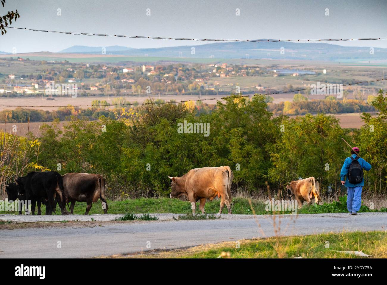 Farmers cows walking home hi-res stock photography and images - Alamy