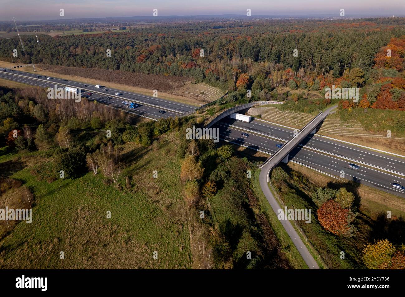 Forest aerial wildlife crossing De Borkeld forming a safe natural ...