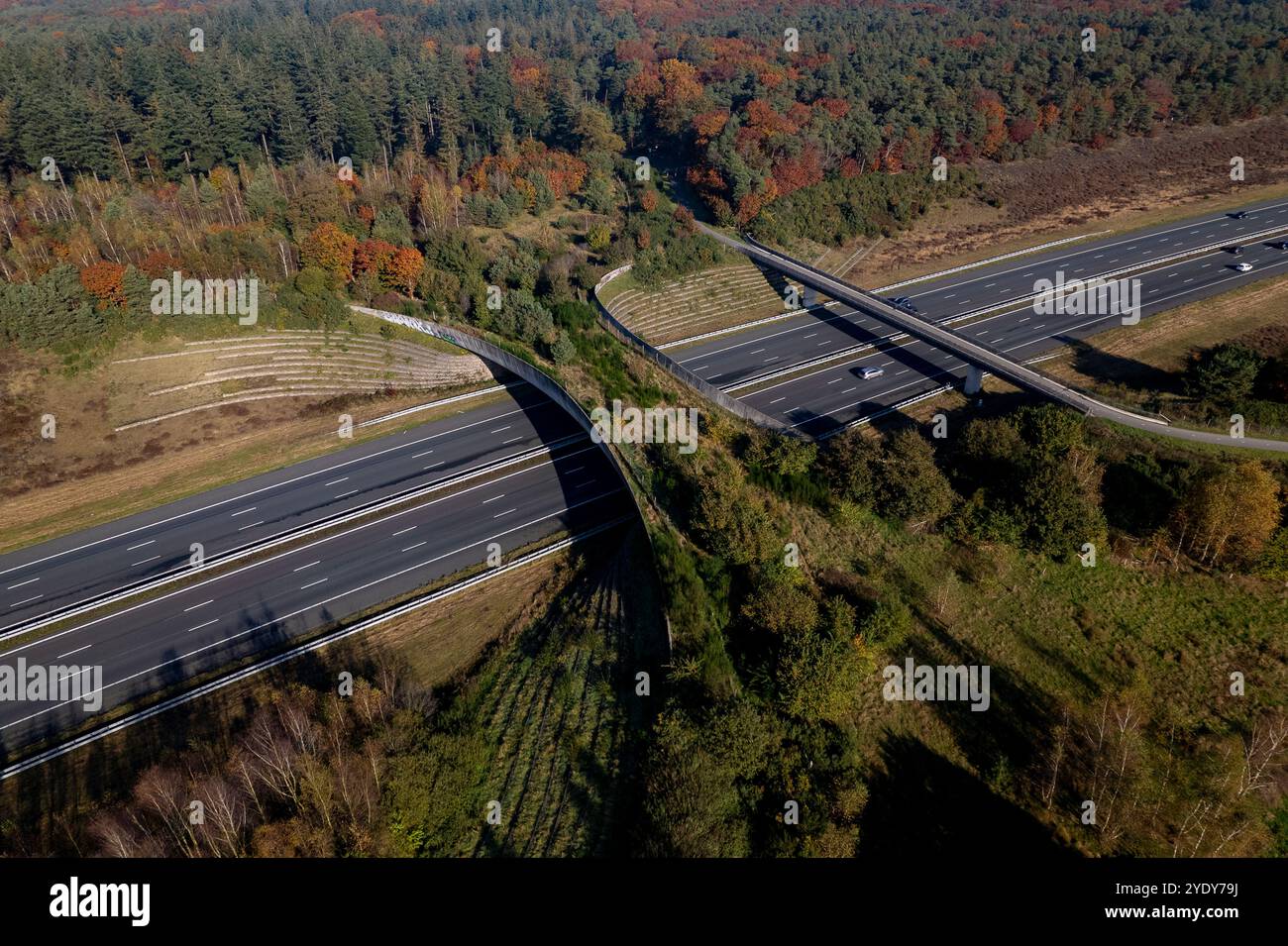 Forest aerial wildlife crossing De Borkeld forming a safe natural ...
