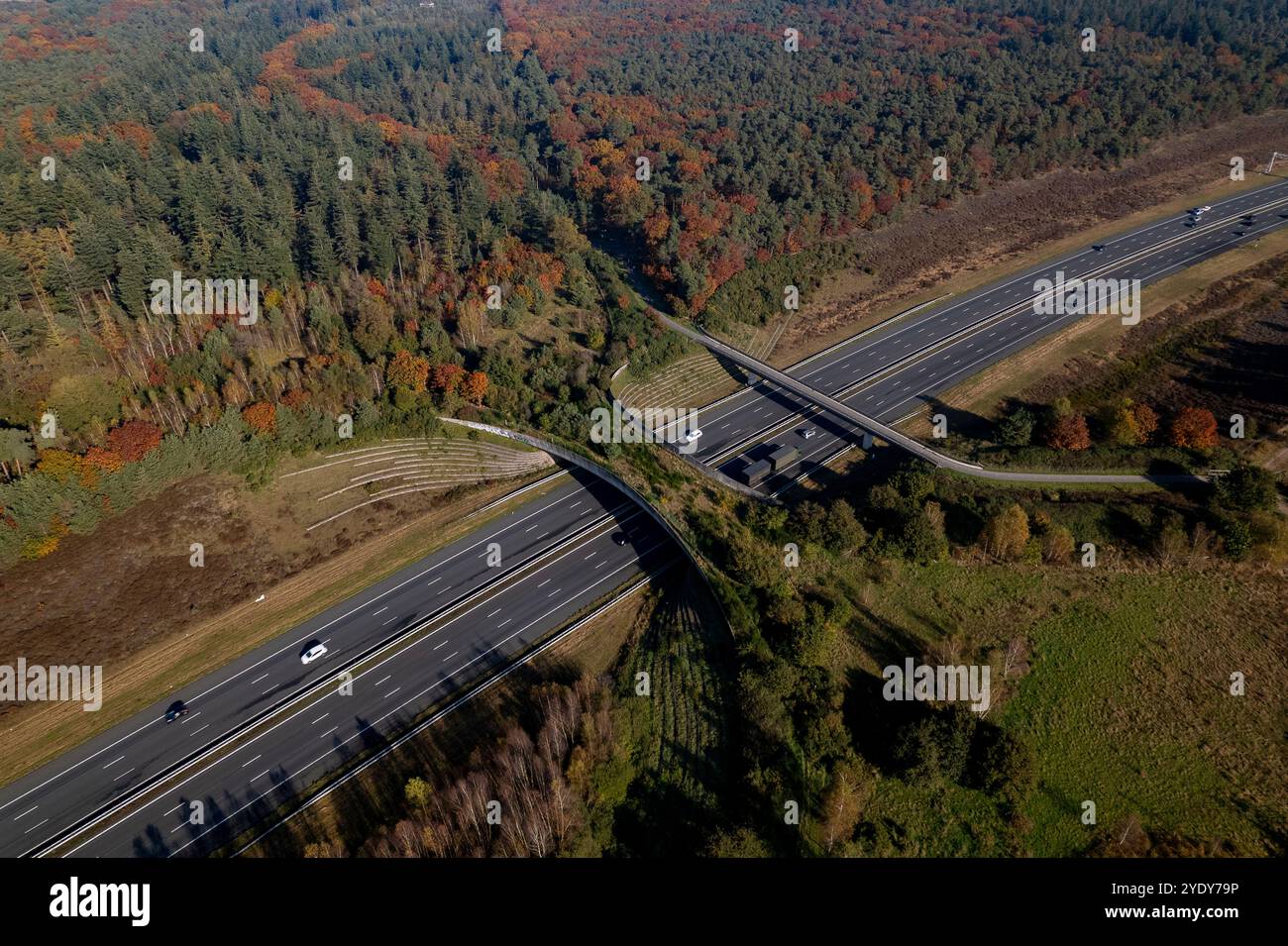 Forest aerial wildlife crossing De Borkeld forming a safe natural ...