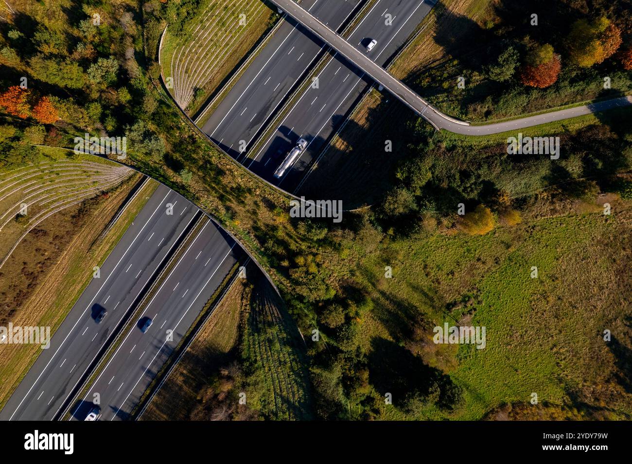 Forest aerial wildlife crossing De Borkeld forming a safe natural ...