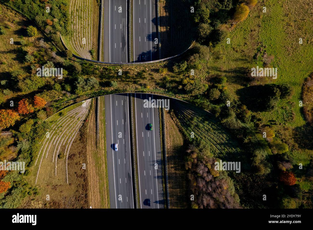 Forest aerial wildlife crossing De Borkeld forming a safe natural ...