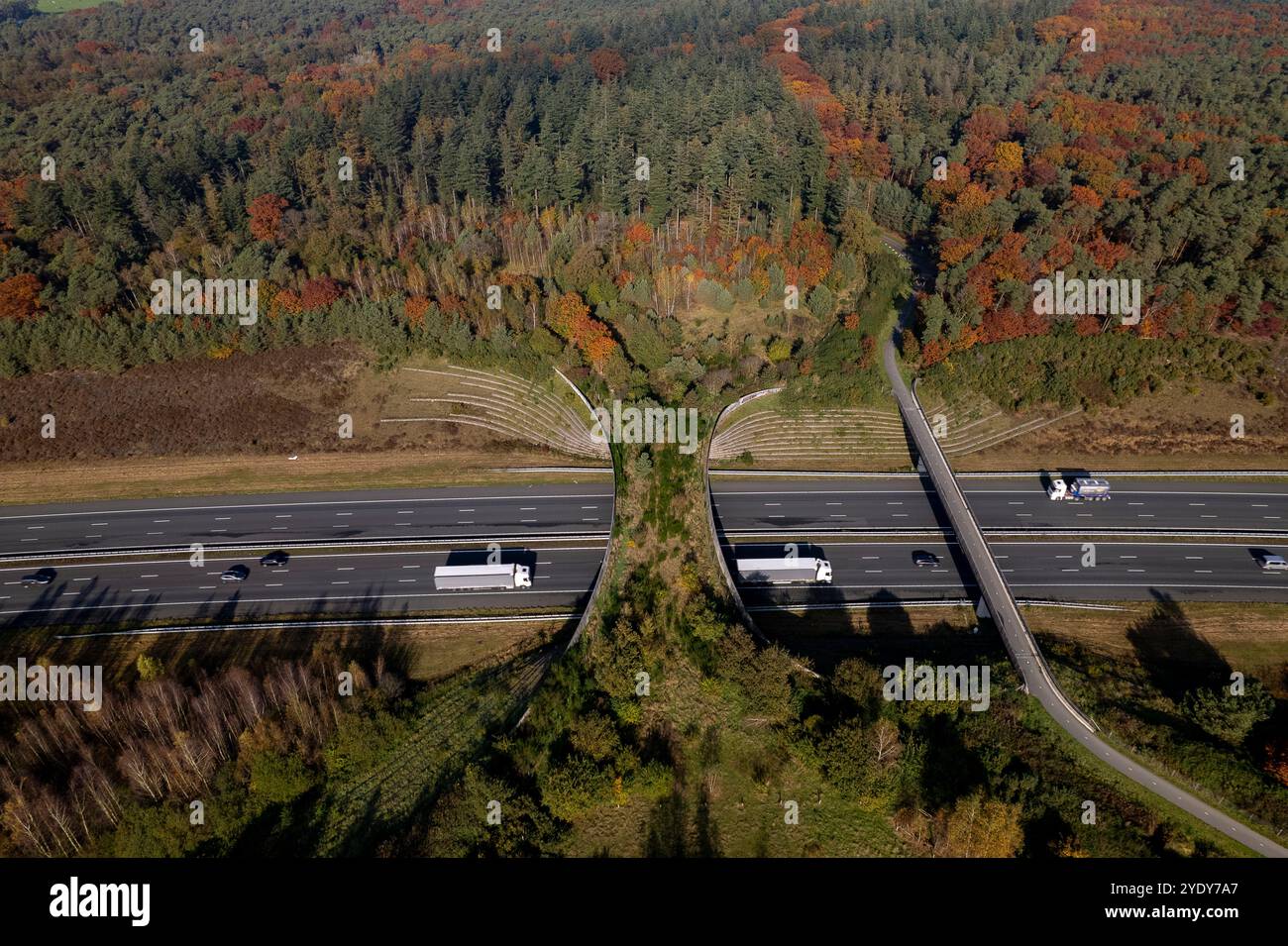 Forest aerial wildlife crossing De Borkeld forming a safe natural ...