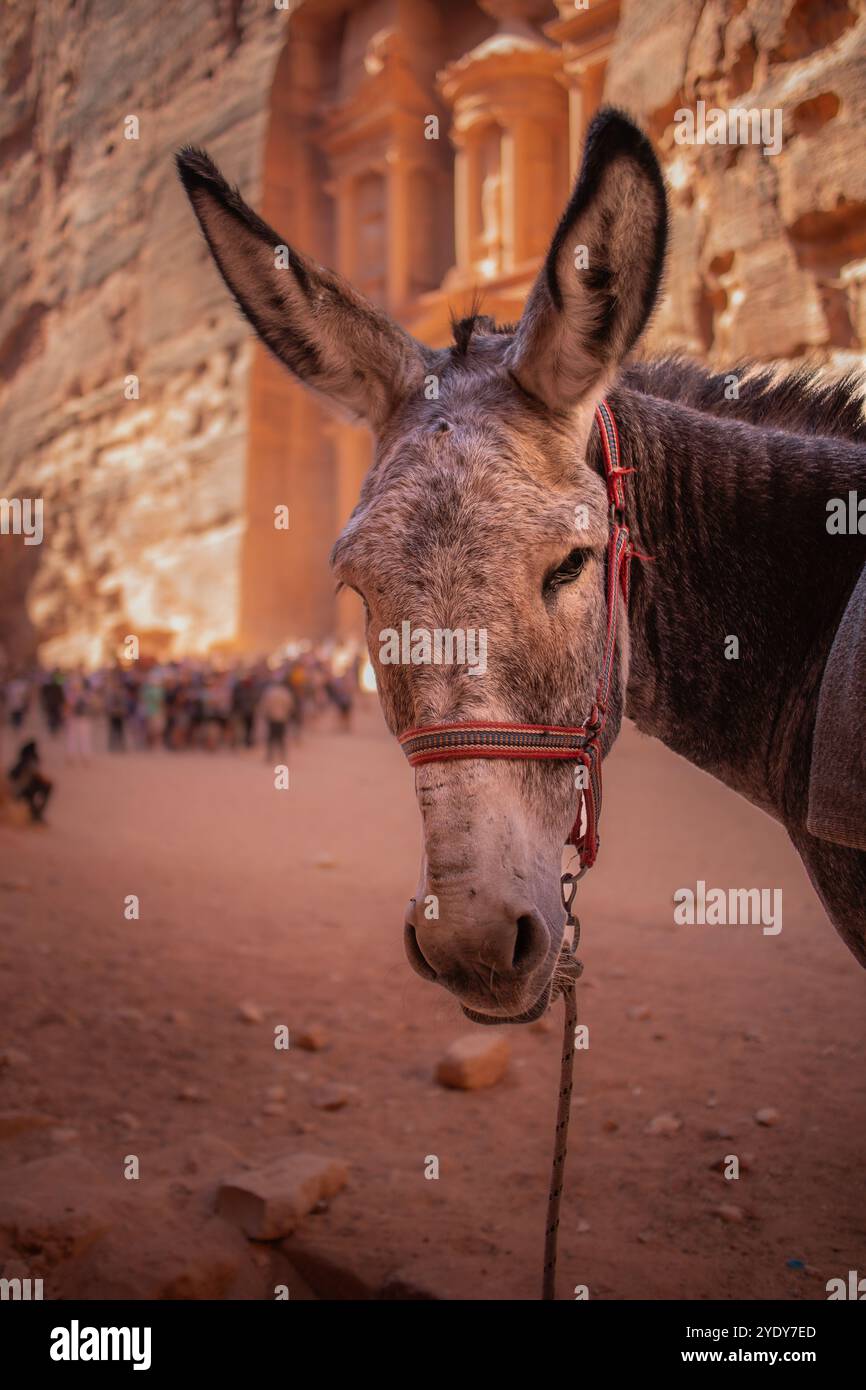 Vertical Portrait of Donkey Head in front of Al-Khazneh in Petra. Furry ...
