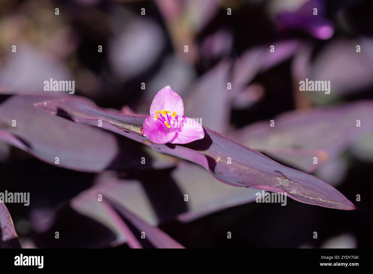 Hati ungu hi-res stock photography and images - Alamy