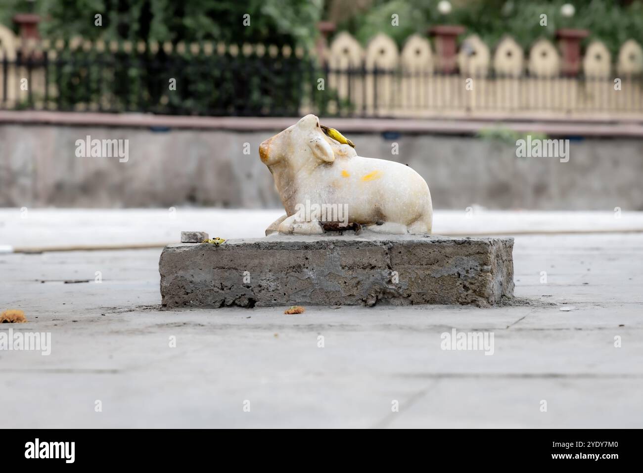 Isolated Holy Nandi Bull of Lord Shiva in Temple Courtyard at Morning ...