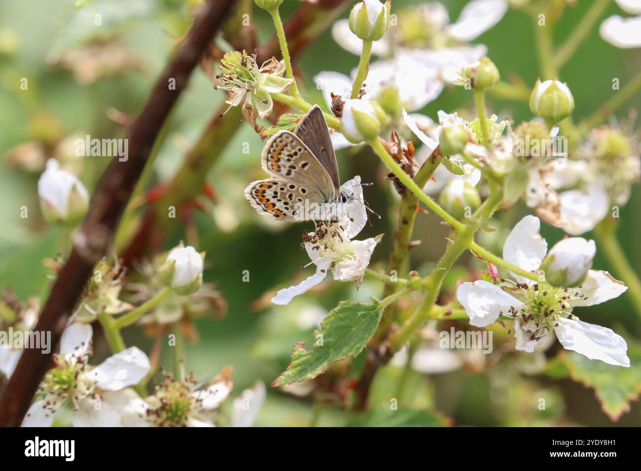 Silver-studded Blue Butterfly female on Bramble flower - Plebejus argus ...