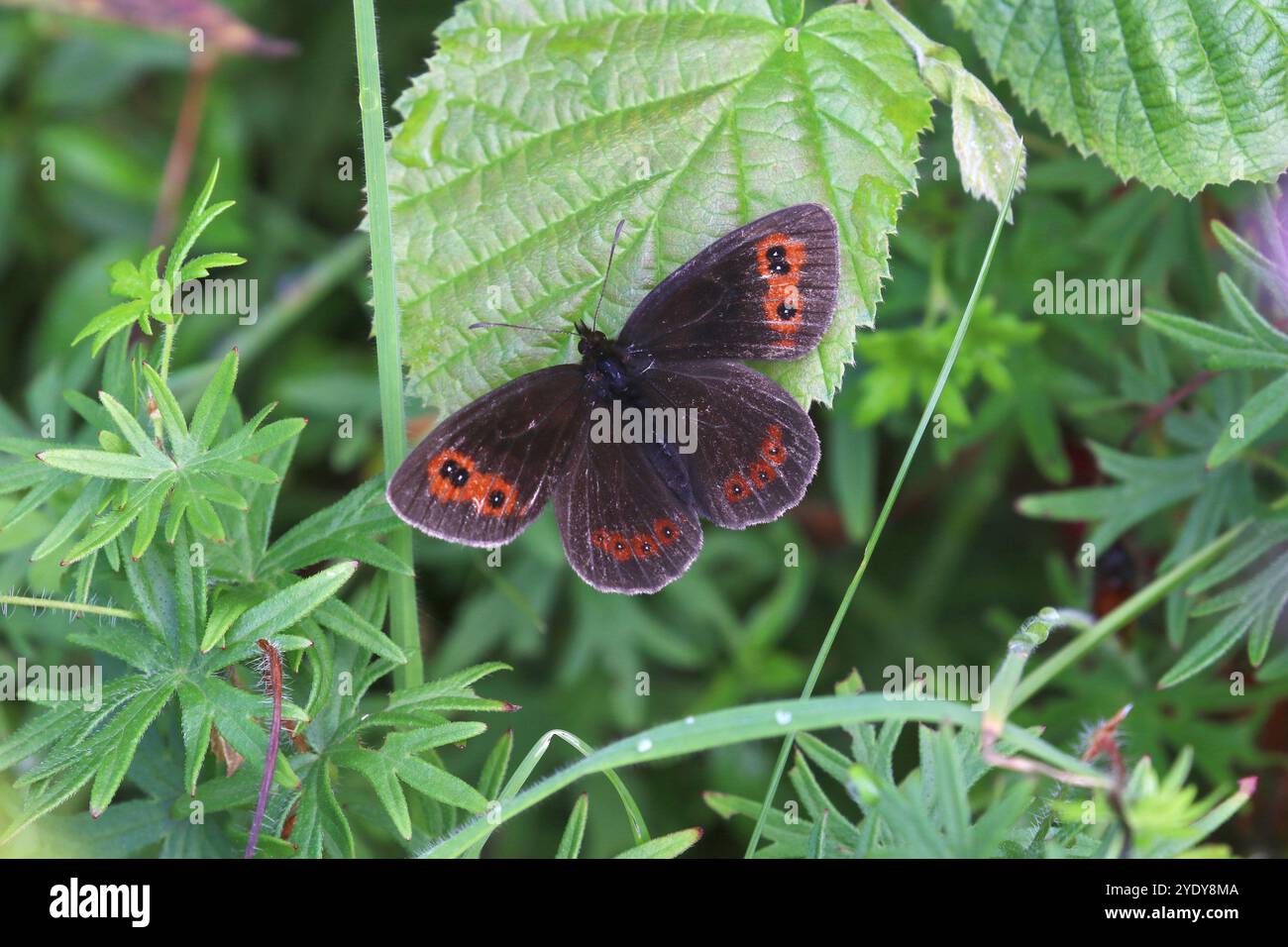 Scotch Argus Butterfly male - Erebia aethiops Stock Photo - Alamy