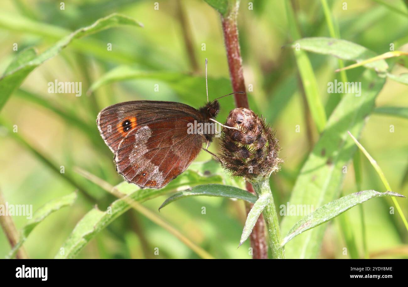 The scotch argus butterfly hi-res stock photography and images - Alamy
