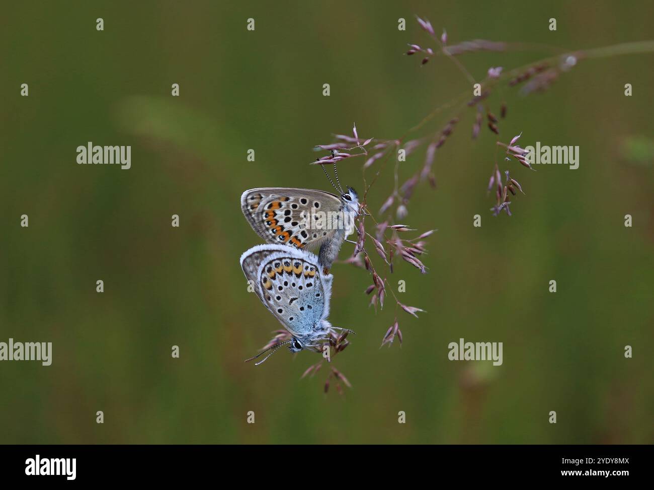 Silver-studded Blue Butterfly pair mating female above - Plebejus argus ...
