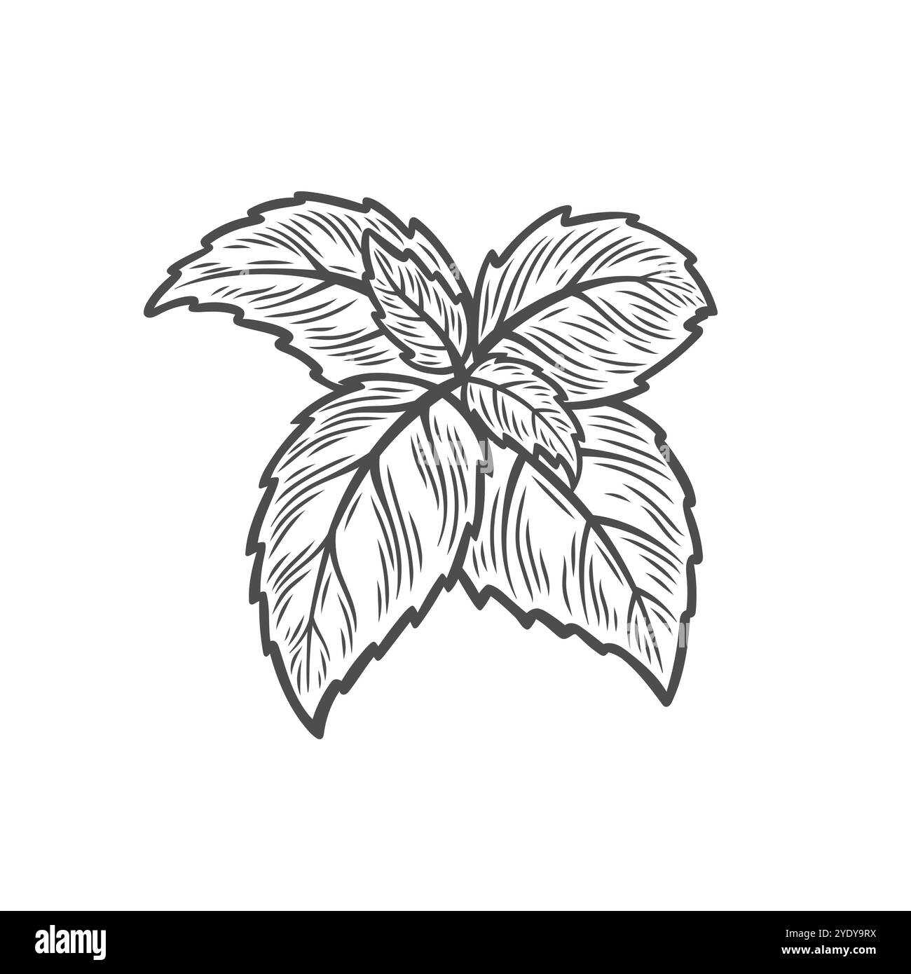 Basil branch in line drawing style Stock Vector Image & Art - Alamy