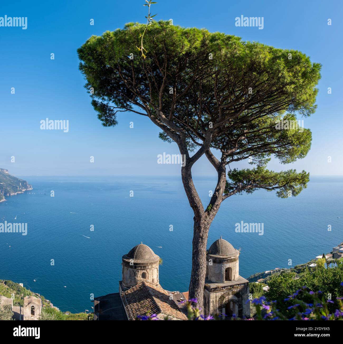 A stunning tree stands tall above the Amalfi Coast, providing a ...