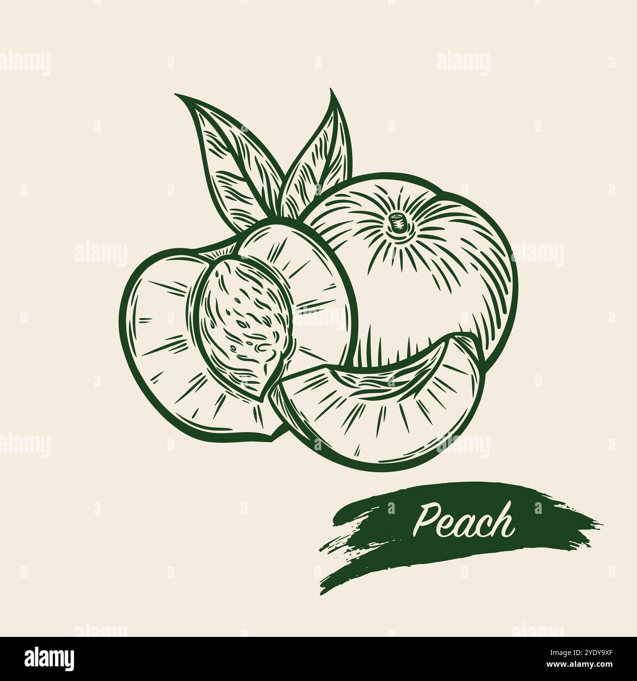 Sketch drawing of a peach Stock Vector Image & Art - Alamy